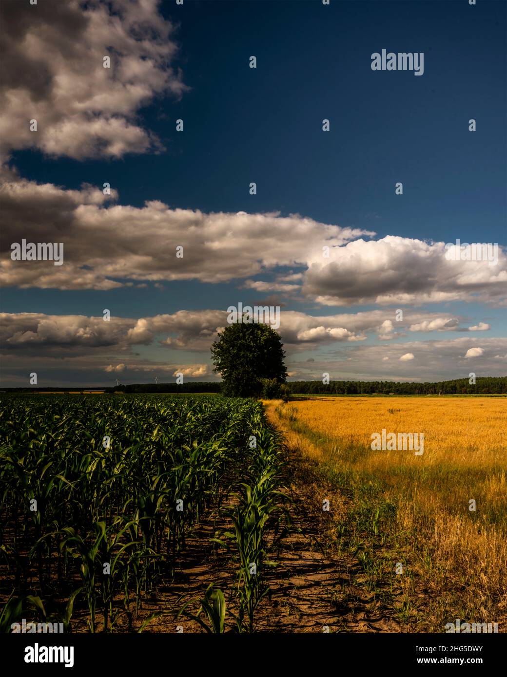 Wheat and maize Stock Photo - Alamy