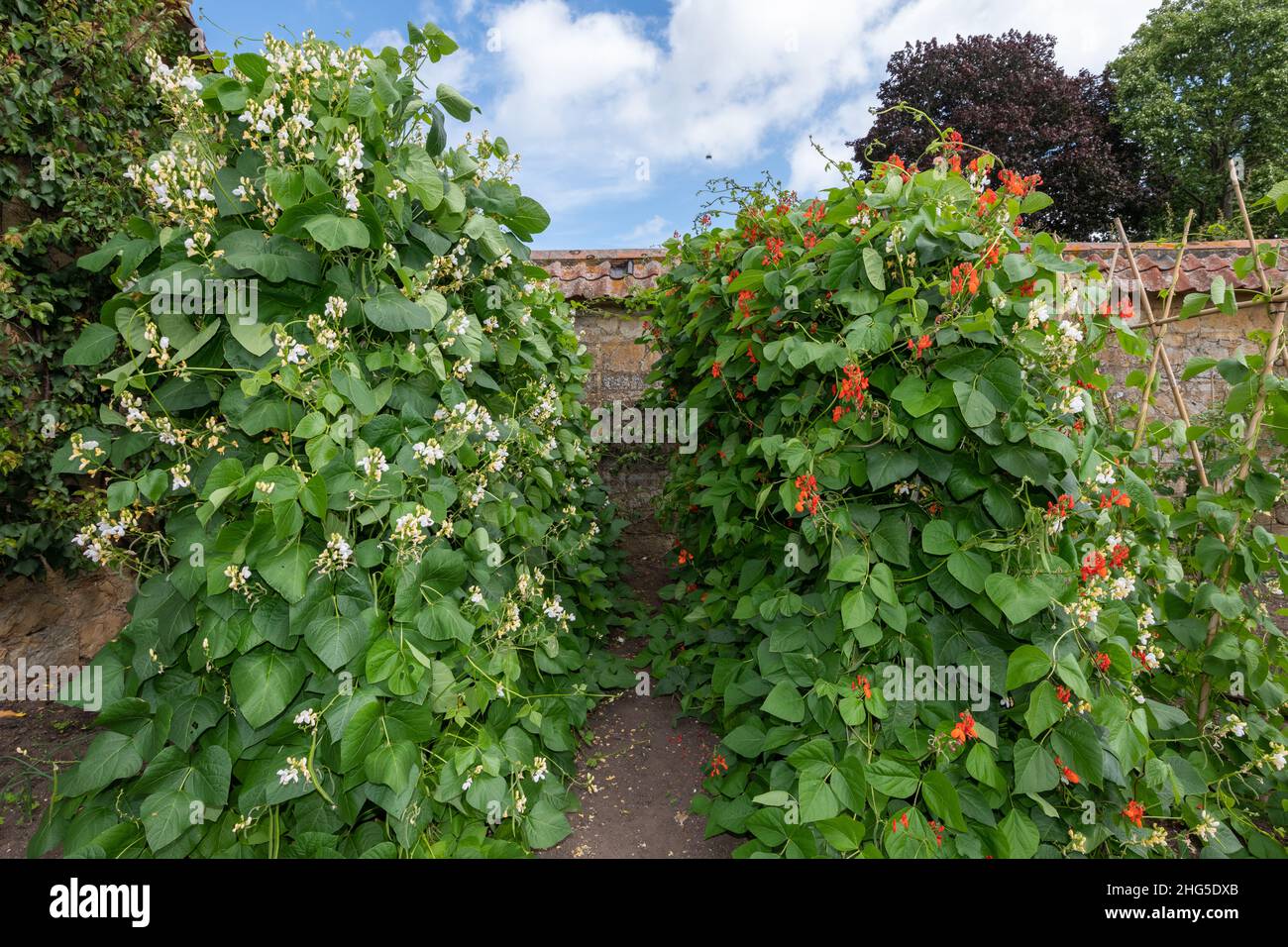 Red and white runner bean flowers hi-res stock photography and images ...