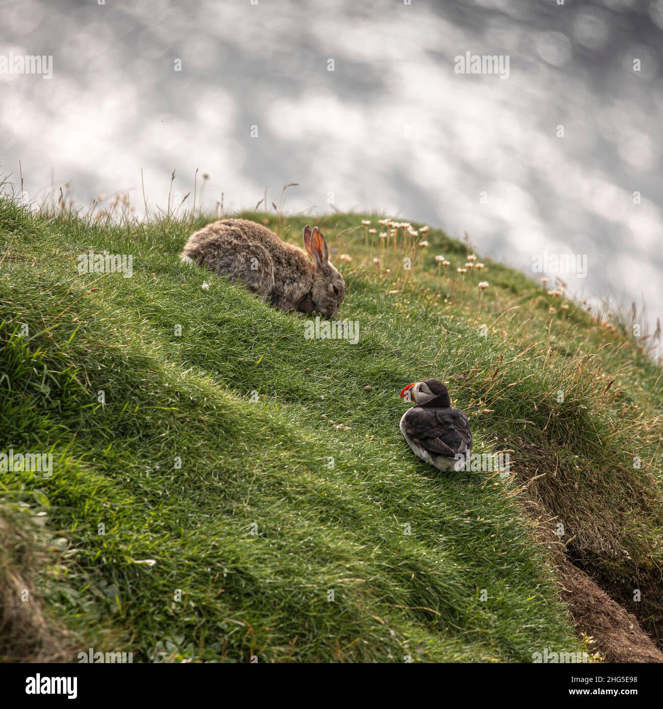 Rabbit burrow scotland hi-res stock photography and images - Alamy