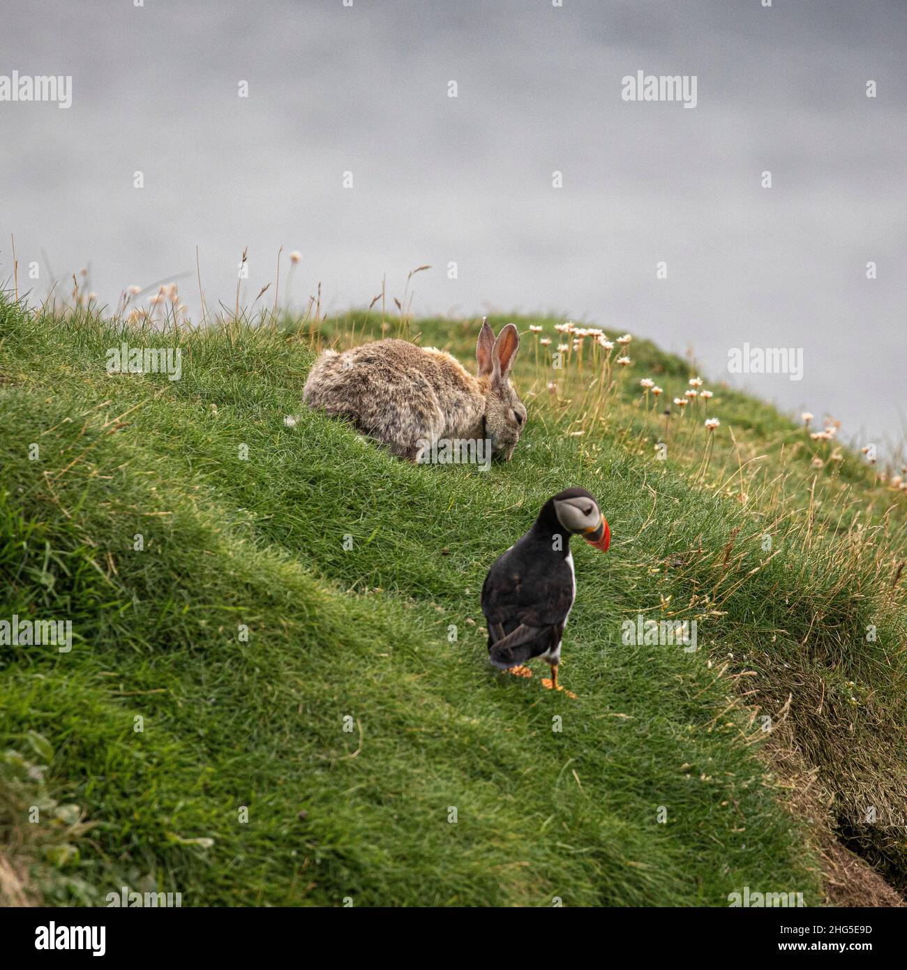 Puffins and Rabbit, Shetland, Scotland Stock Photo - Alamy