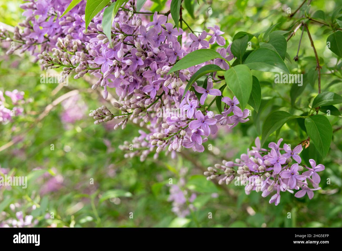 Beautiful violet lilac blossom hi-res stock photography and images - Alamy