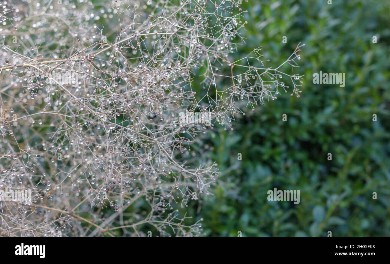 Gypsophila up close hi-res stock photography and images - Alamy