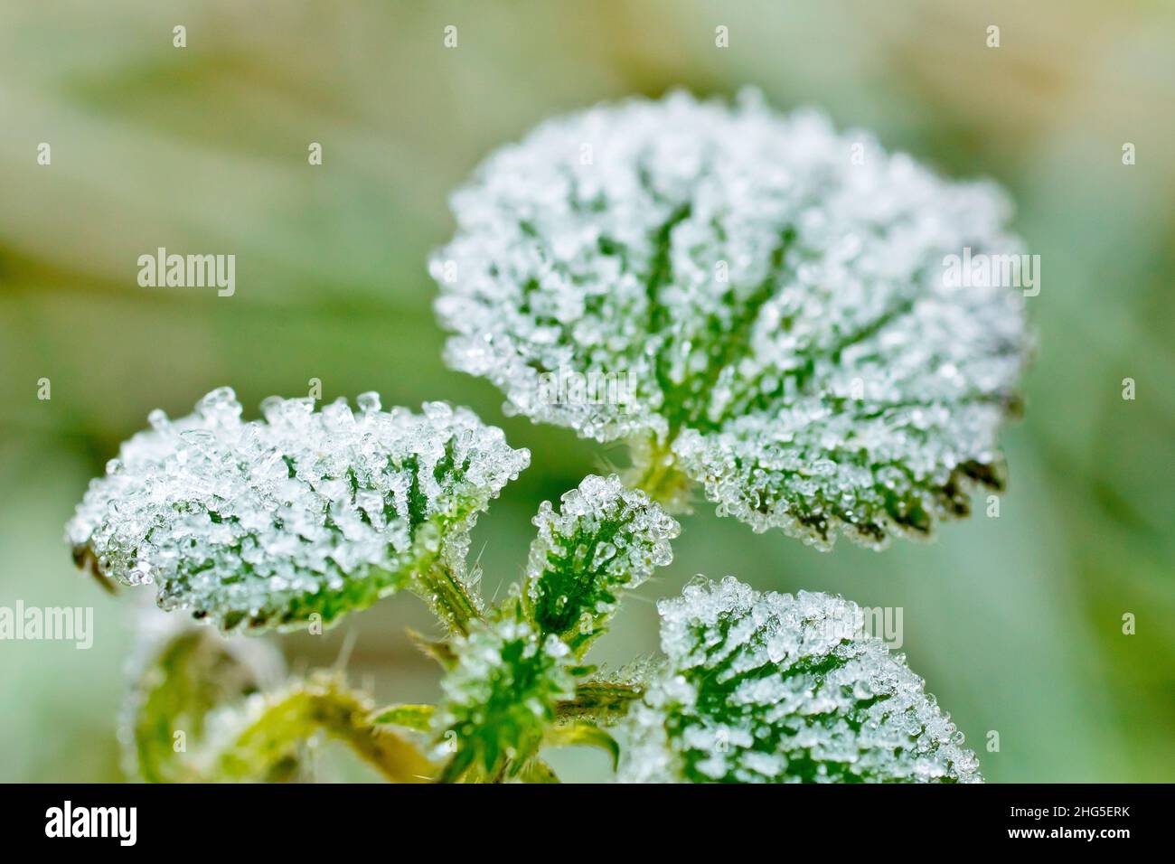 Close up of the leaves of a plant encrusted with icy frost crystals on ...