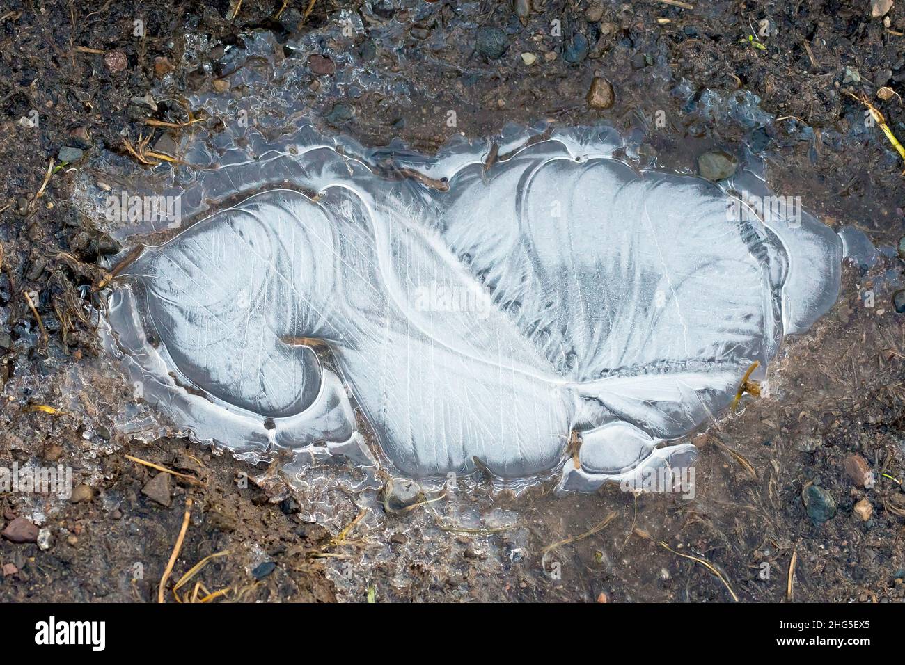 Close up of a small frozen puddle in a muddy hollow in a field, the ice ...