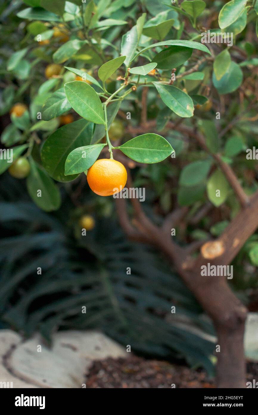 Small tangerine growing on a tree Stock Photo - Alamy