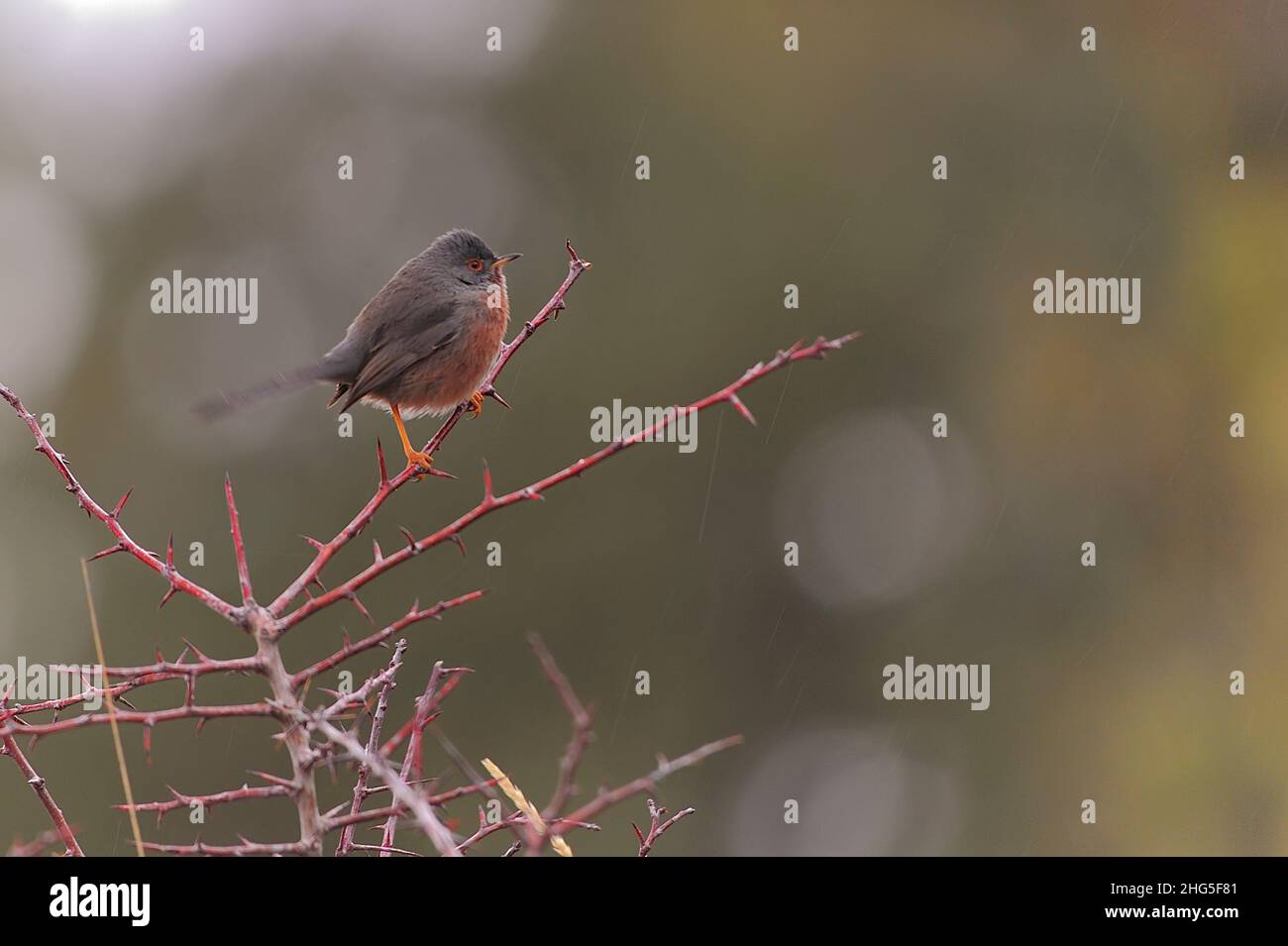 Family sylviidae hi-res stock photography and images - Alamy