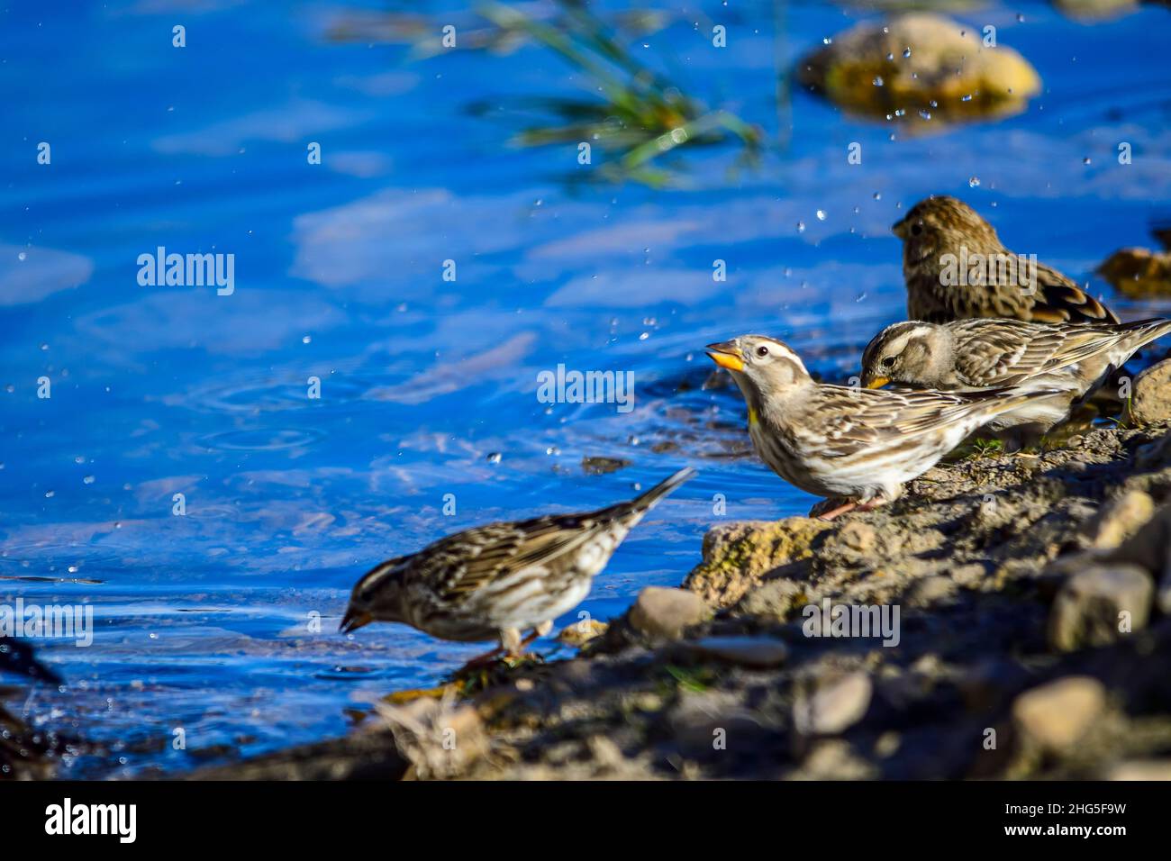 The howler sparrow is a species of passerine bird in the Passeridae ...