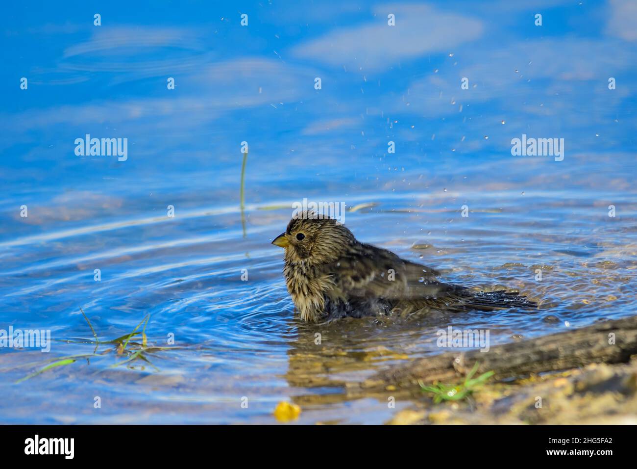 The howler sparrow is a species of passerine bird in the Passeridae ...