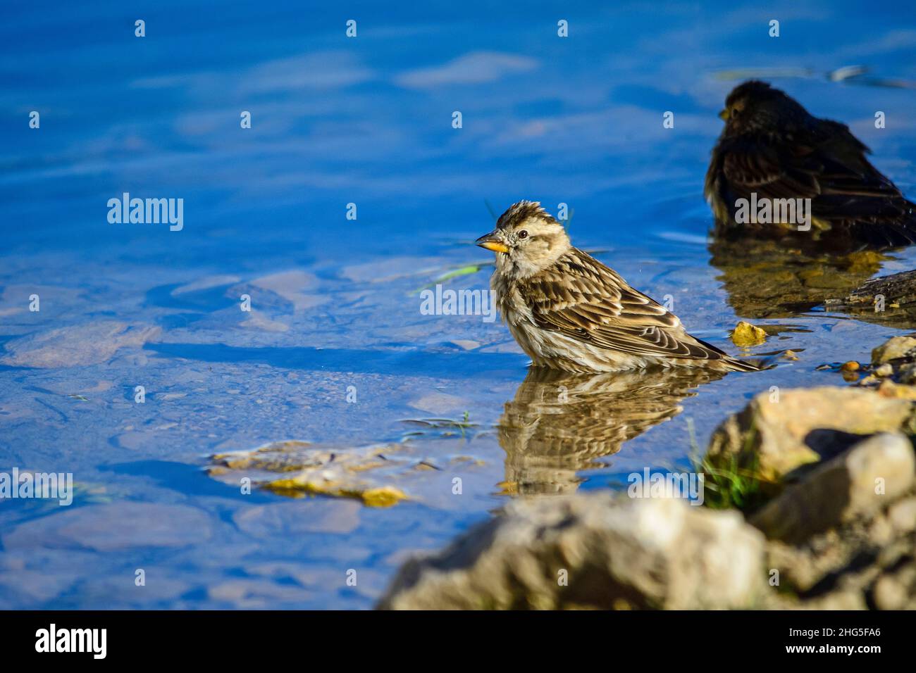 The howler sparrow is a species of passerine bird in the Passeridae ...