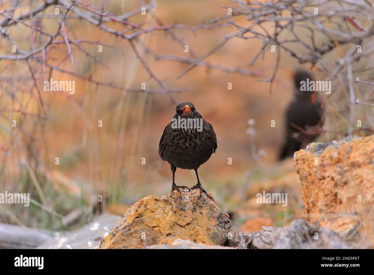 The common blackbird is a species of passerine bird in the Turdidae ...