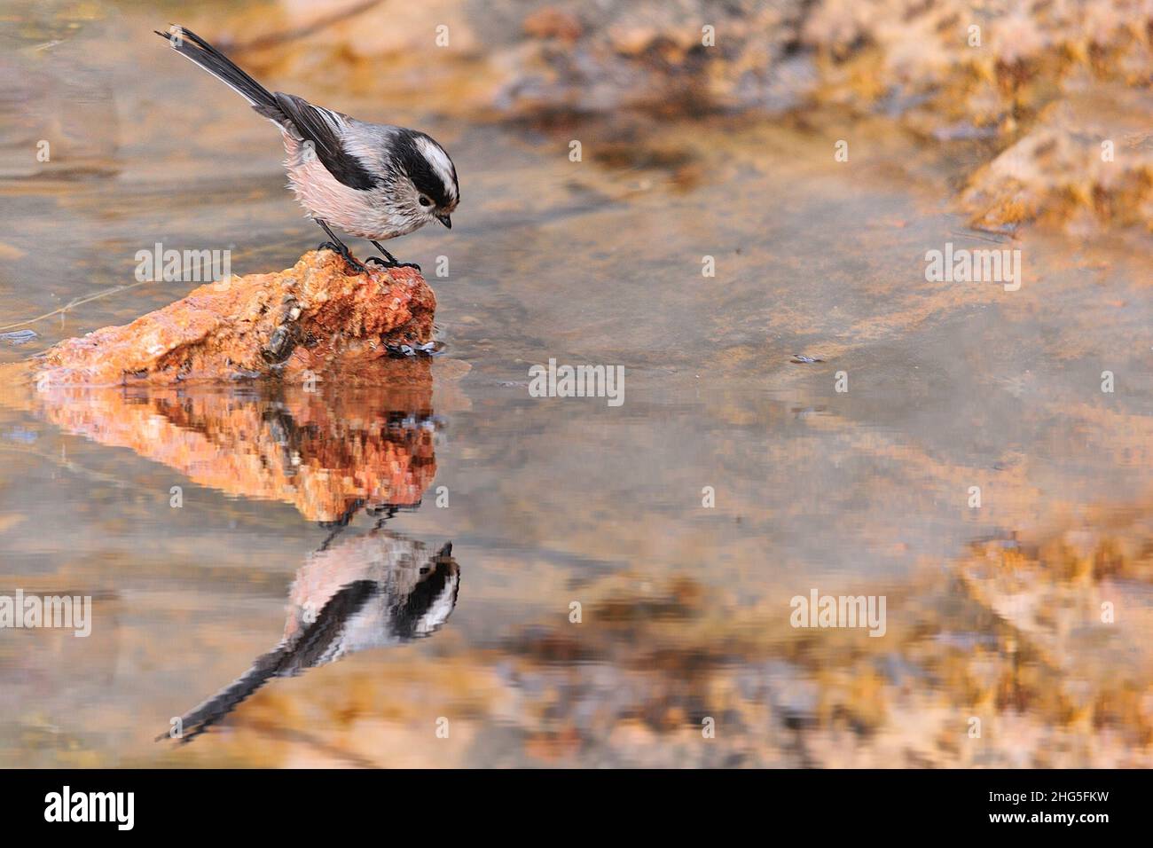 The myth is a species of passerine bird in the Aegithalidae family ...