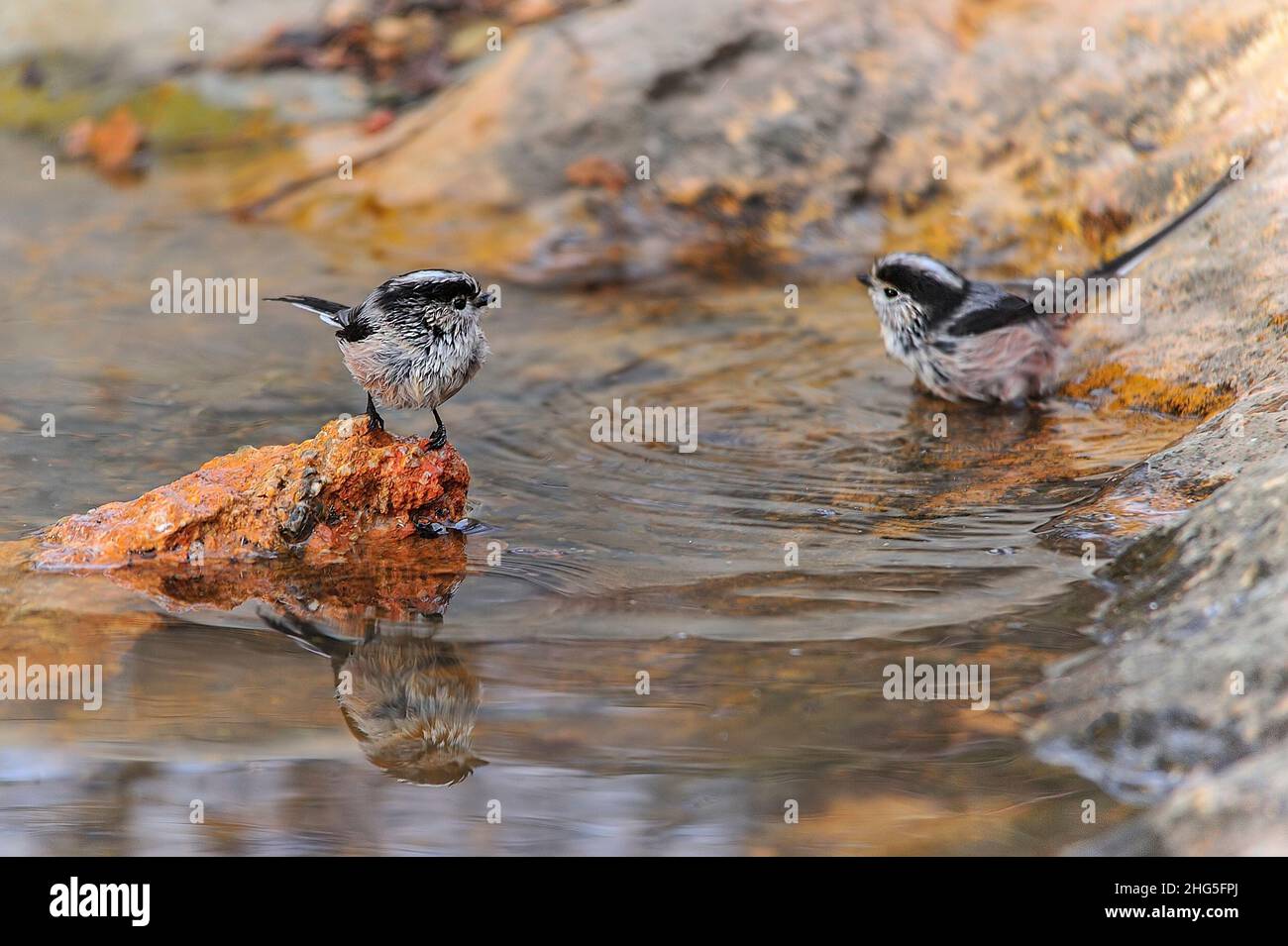 The myth is a species of passerine bird in the Aegithalidae family ...