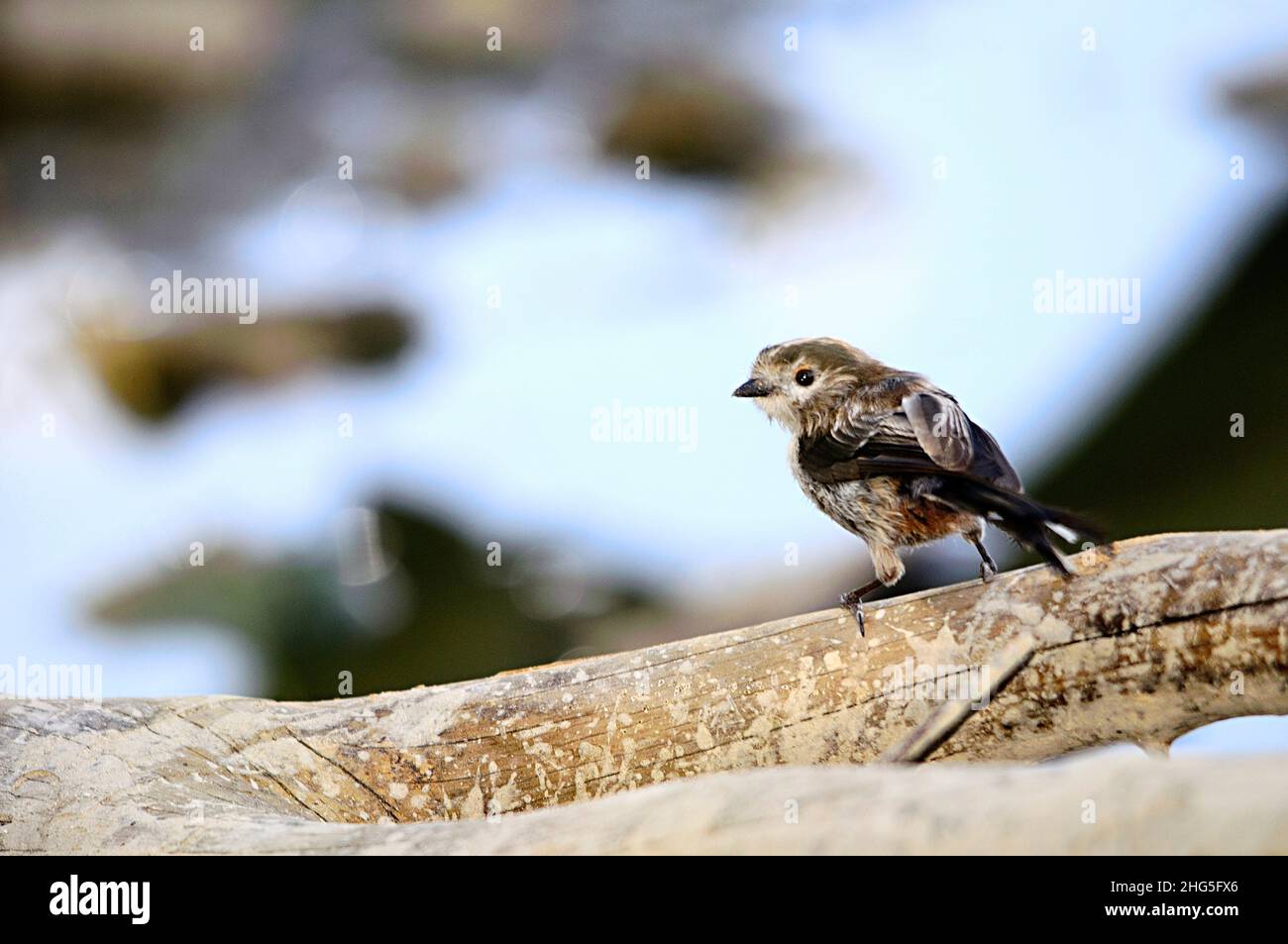 The myth is a species of passerine bird in the Aegithalidae family ...