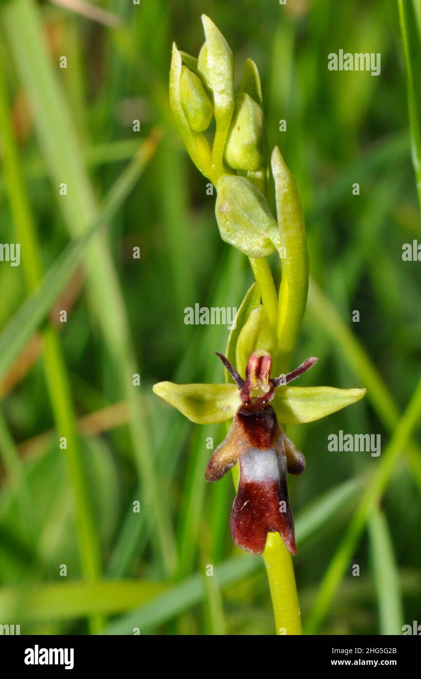 Fly Orchid "Ophrys insectifera" grows on calcareous soil,flowers May ...