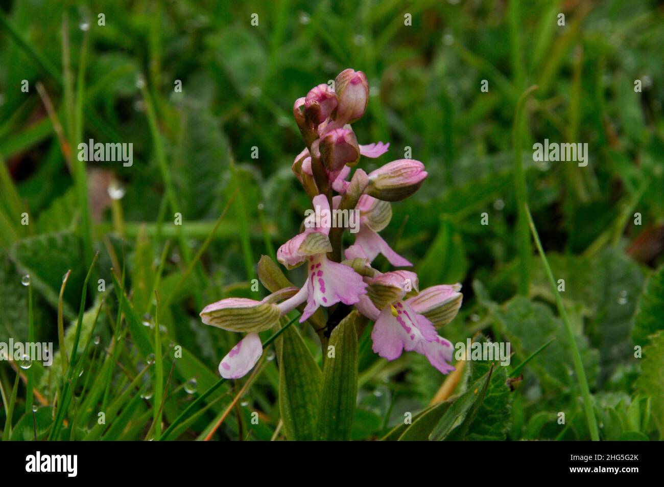 Green-winged Orchids," Anacamptis morio", in damp meadow at Babcary ...