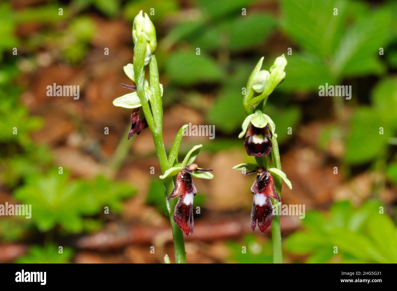 Fly Orchid "Ophrys insectifera" grows on calcareous soil,flowers May ...