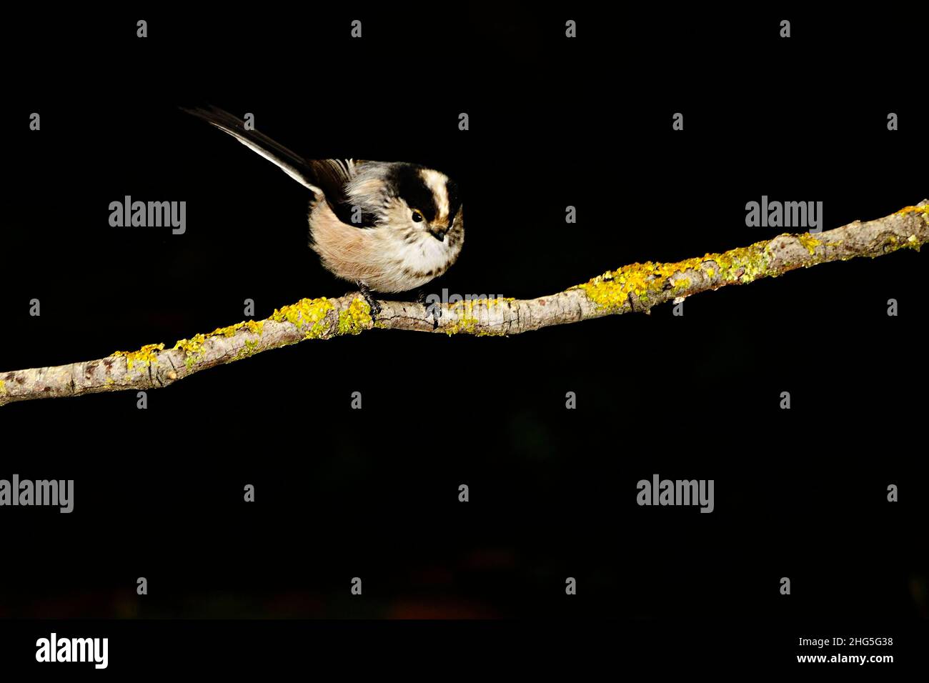 The myth is a species of passerine bird in the Aegithalidae family ...