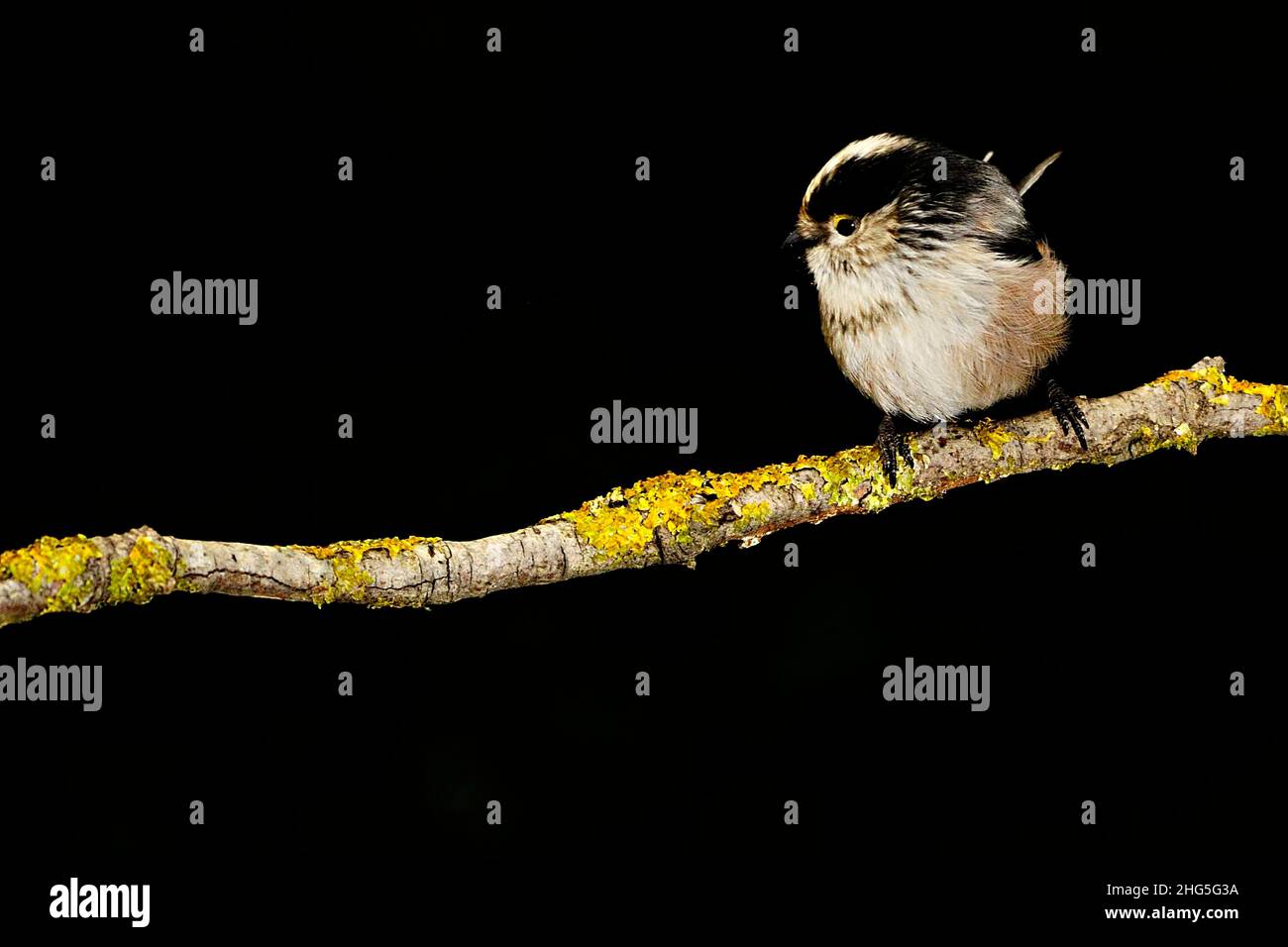 The myth is a species of passerine bird in the Aegithalidae family ...