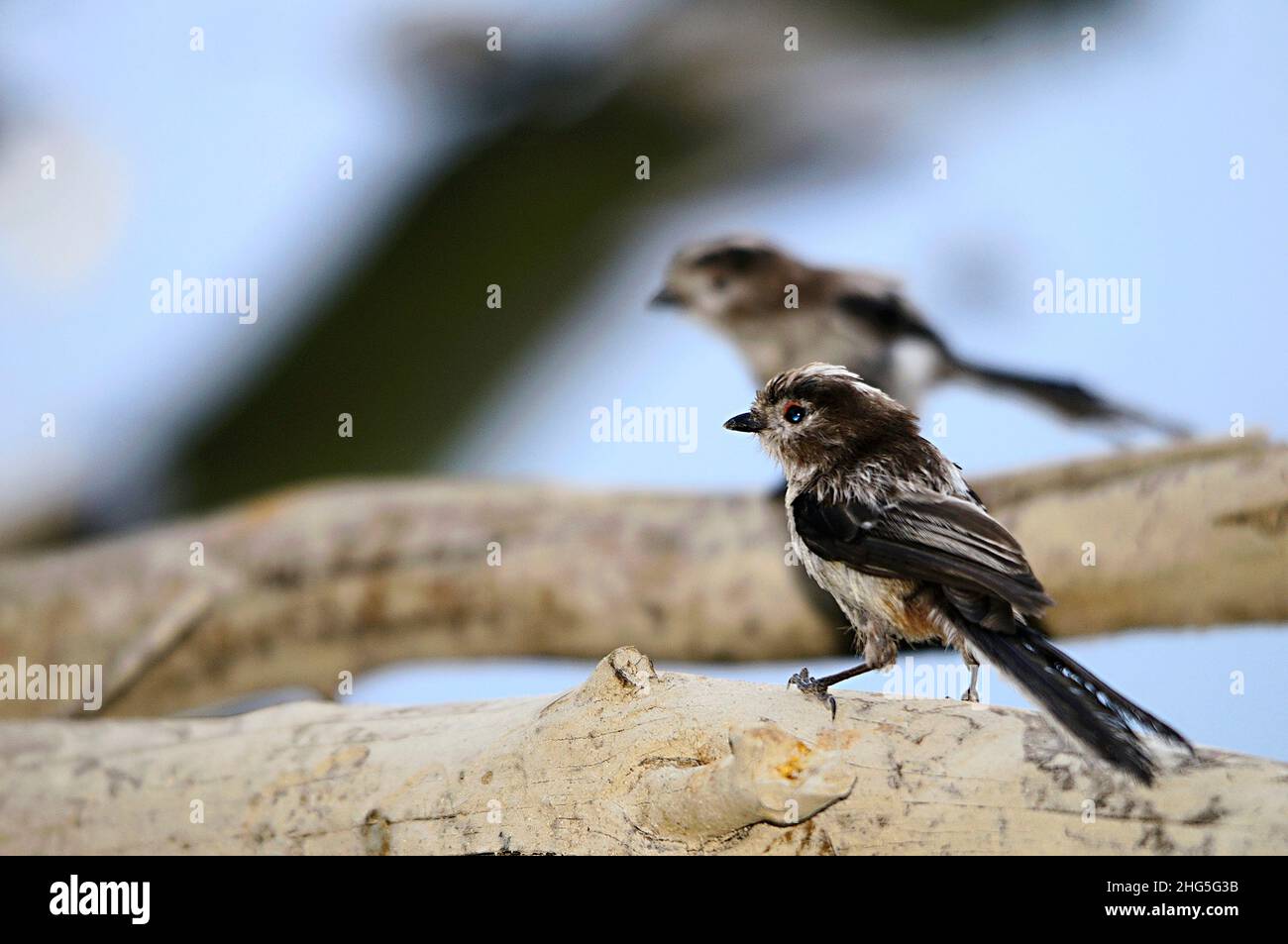 The myth is a species of passerine bird in the Aegithalidae family ...