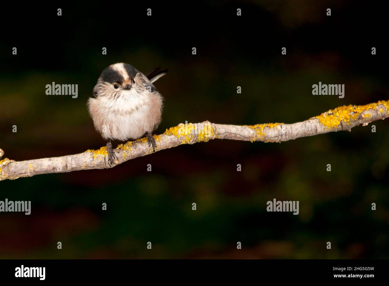 The myth is a species of passerine bird in the Aegithalidae family ...