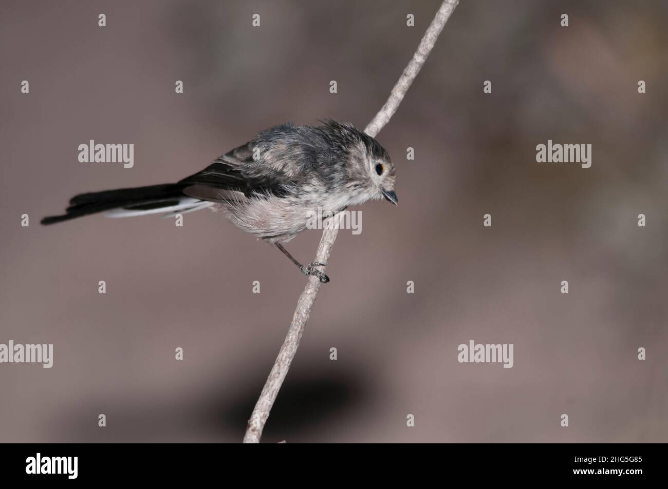 The myth is a species of passerine bird in the Aegithalidae family ...