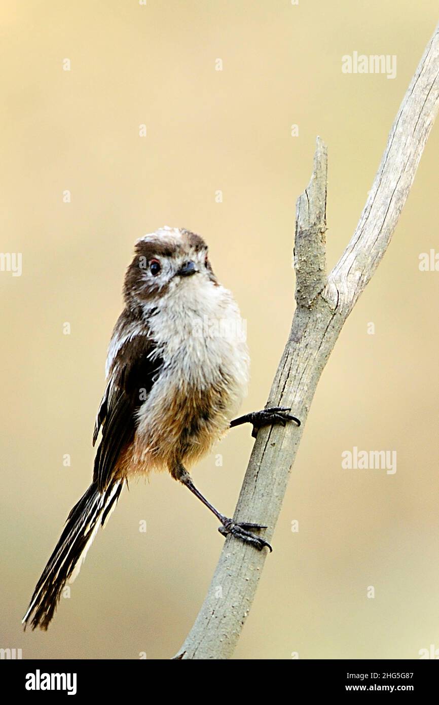 The myth is a species of passerine bird in the Aegithalidae family ...