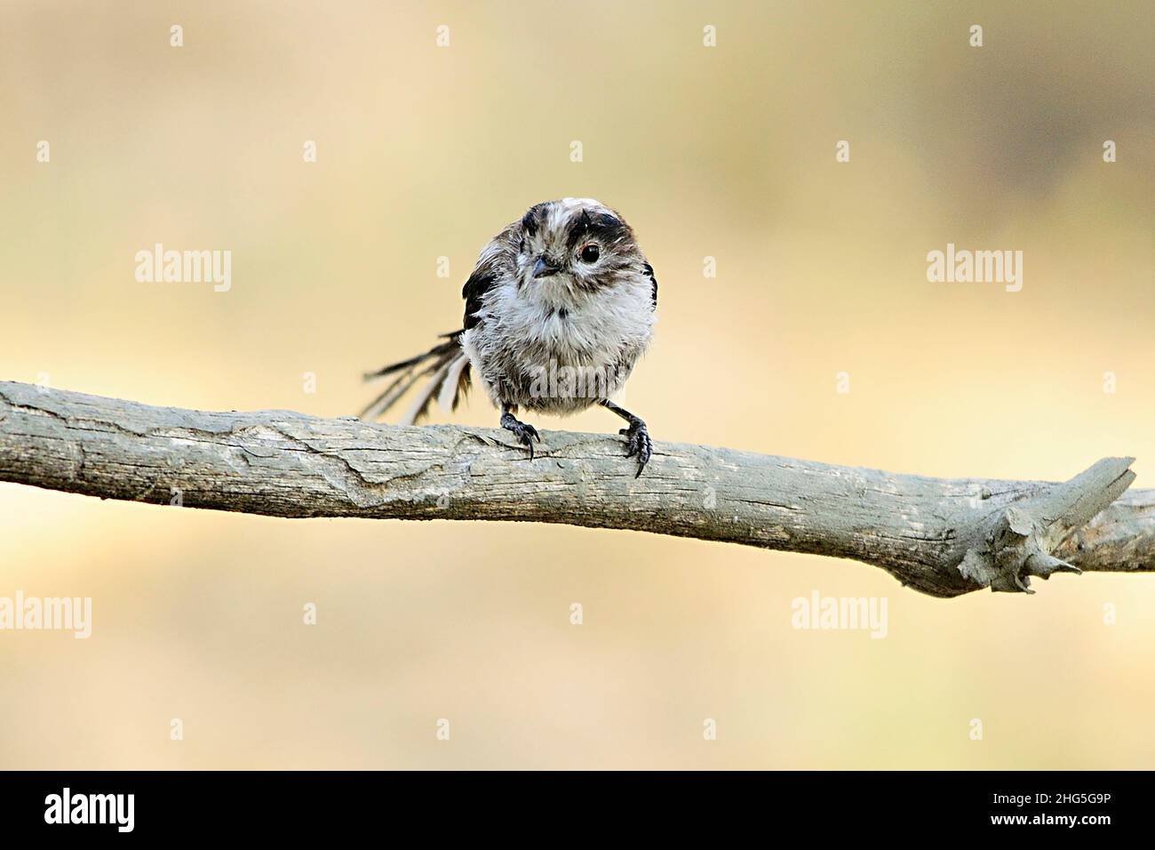 The myth is a species of passerine bird in the Aegithalidae family ...