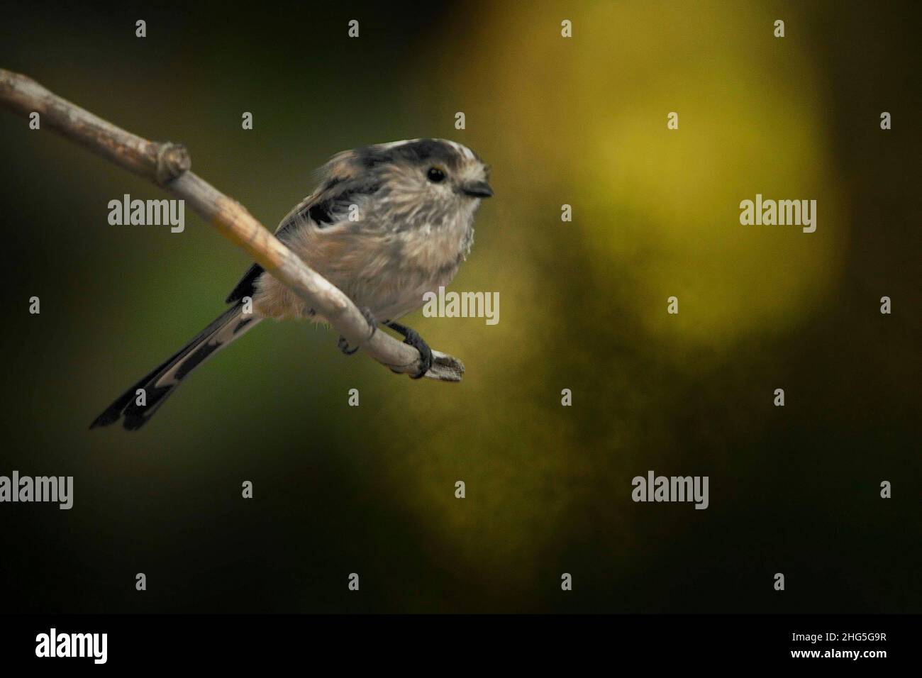 The myth is a species of passerine bird in the Aegithalidae family ...