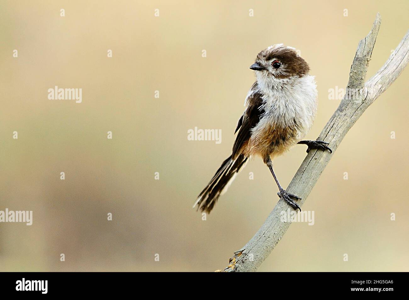 The myth is a species of passerine bird in the Aegithalidae family ...