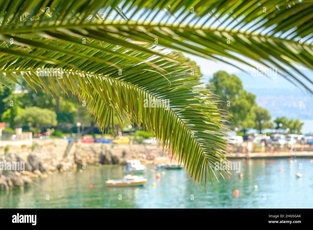 Sailing leaf hi-res stock photography and images - Alamy