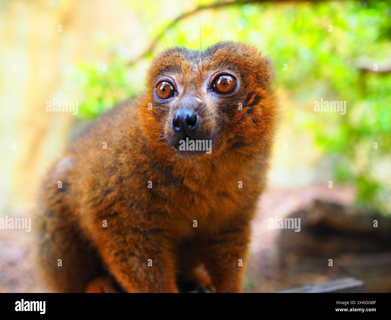 Lemur Meme