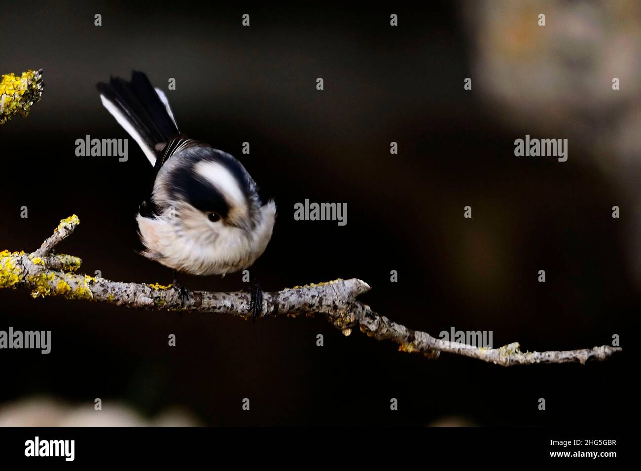 The myth is a species of passerine bird in the Aegithalidae family ...