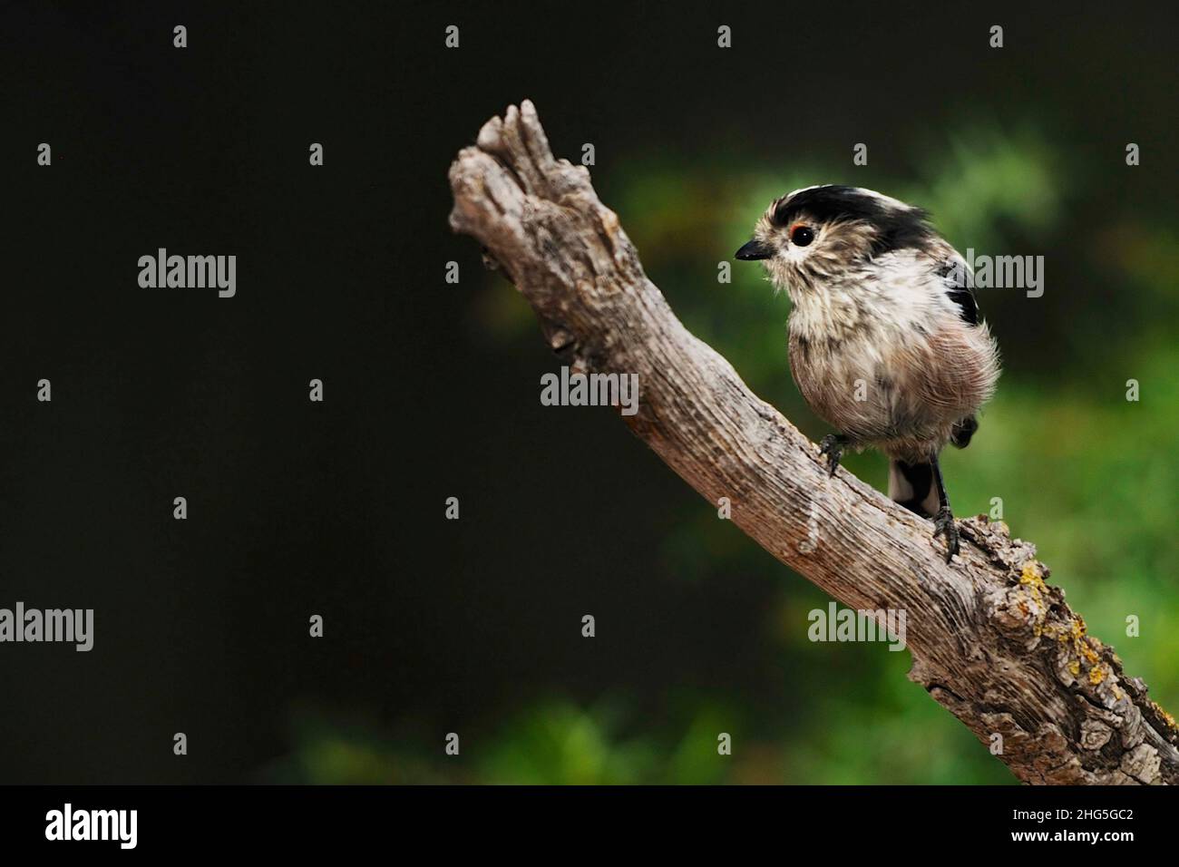 The myth is a species of passerine bird in the Aegithalidae family ...