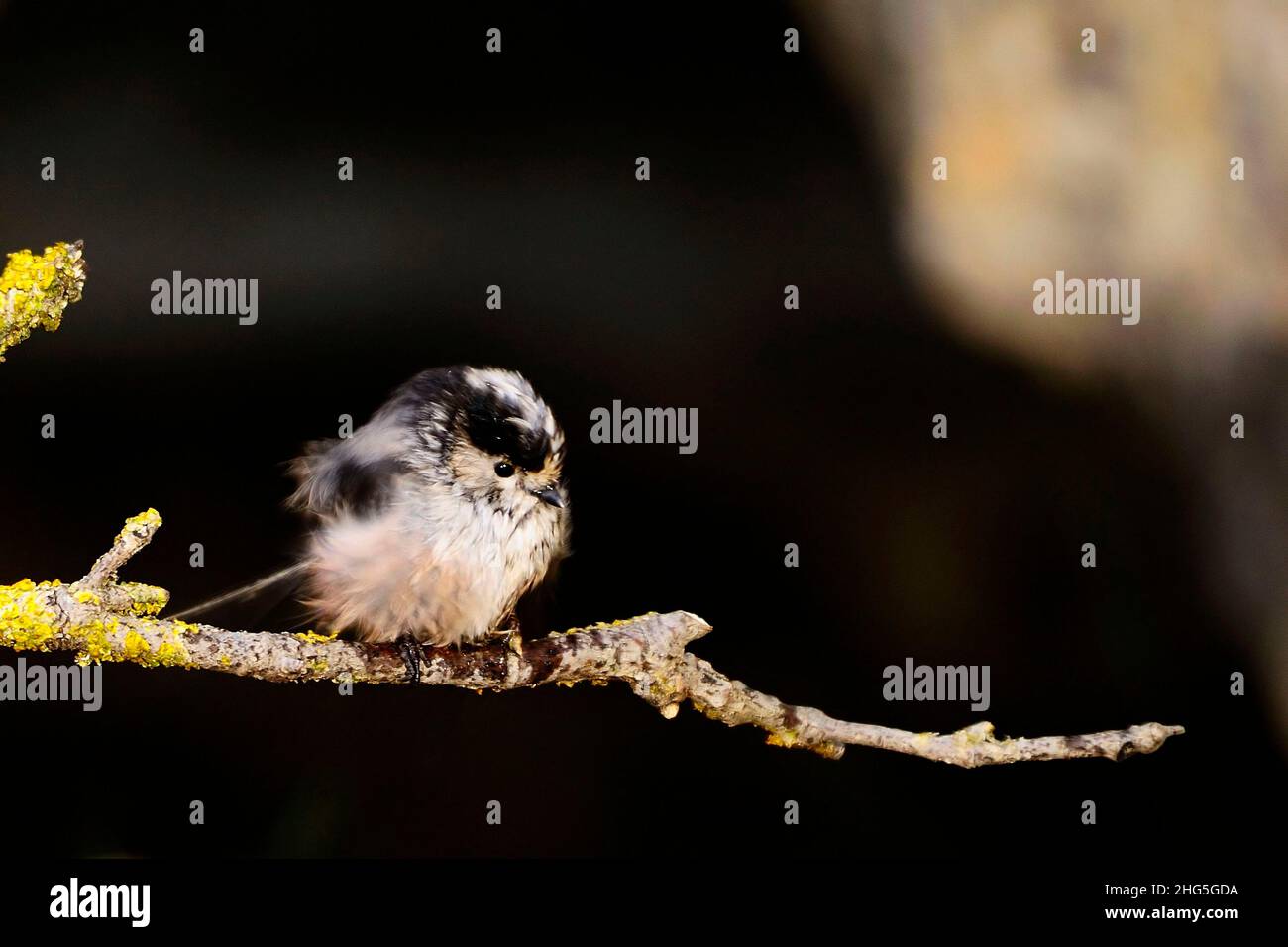 The myth is a species of passerine bird in the Aegithalidae family ...