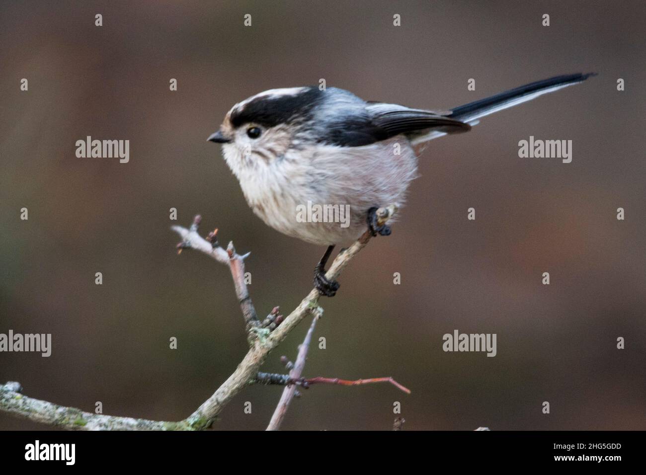 The myth is a species of passerine bird in the Aegithalidae family ...