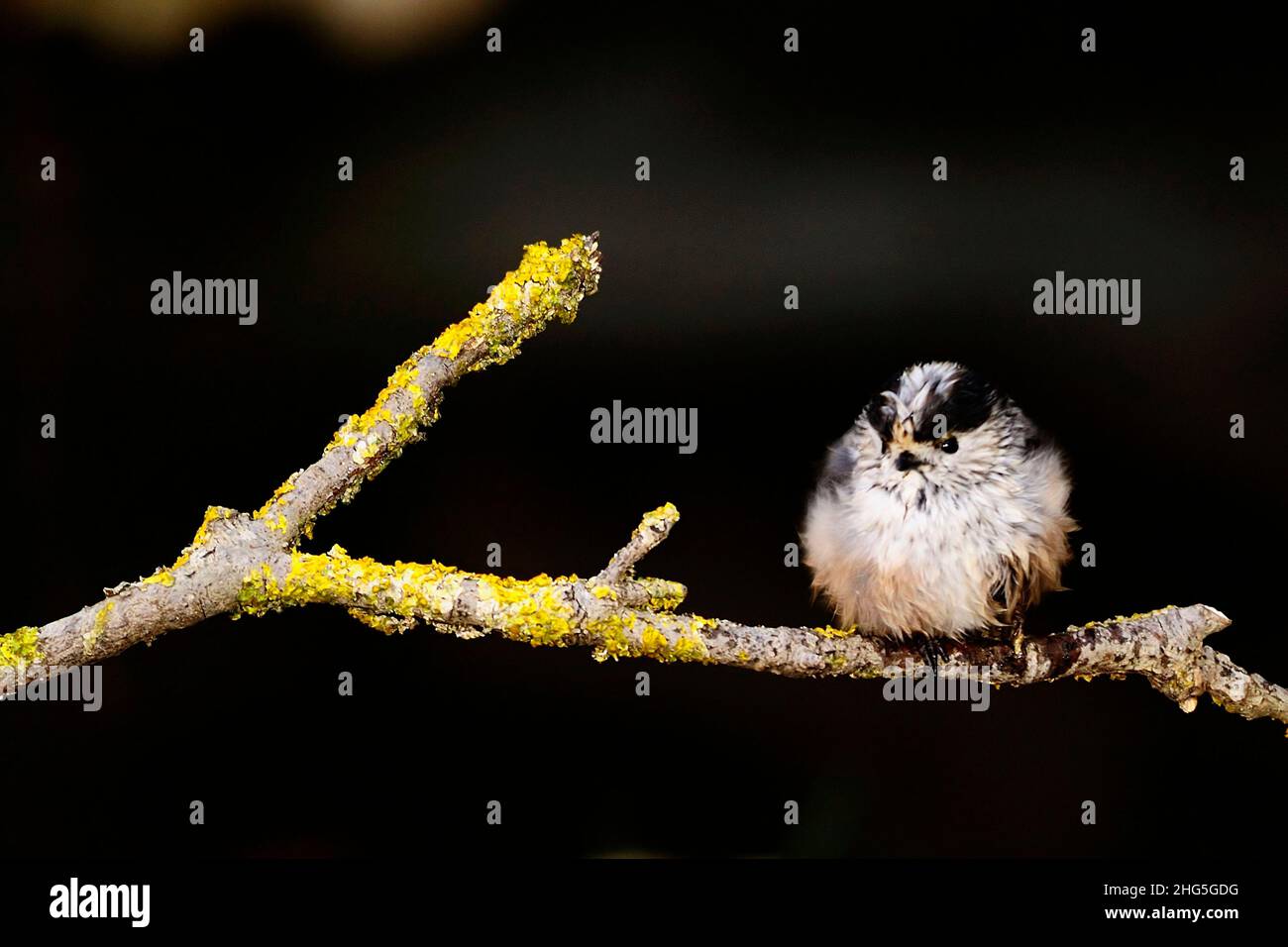 The myth is a species of passerine bird in the Aegithalidae family ...