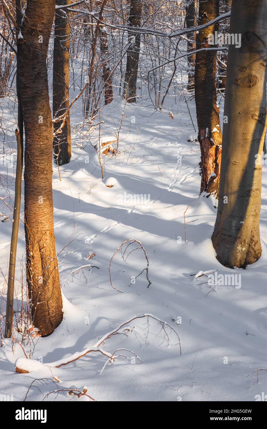 Snow between trees. Forest covered with white beautiful snow. Sunset ...