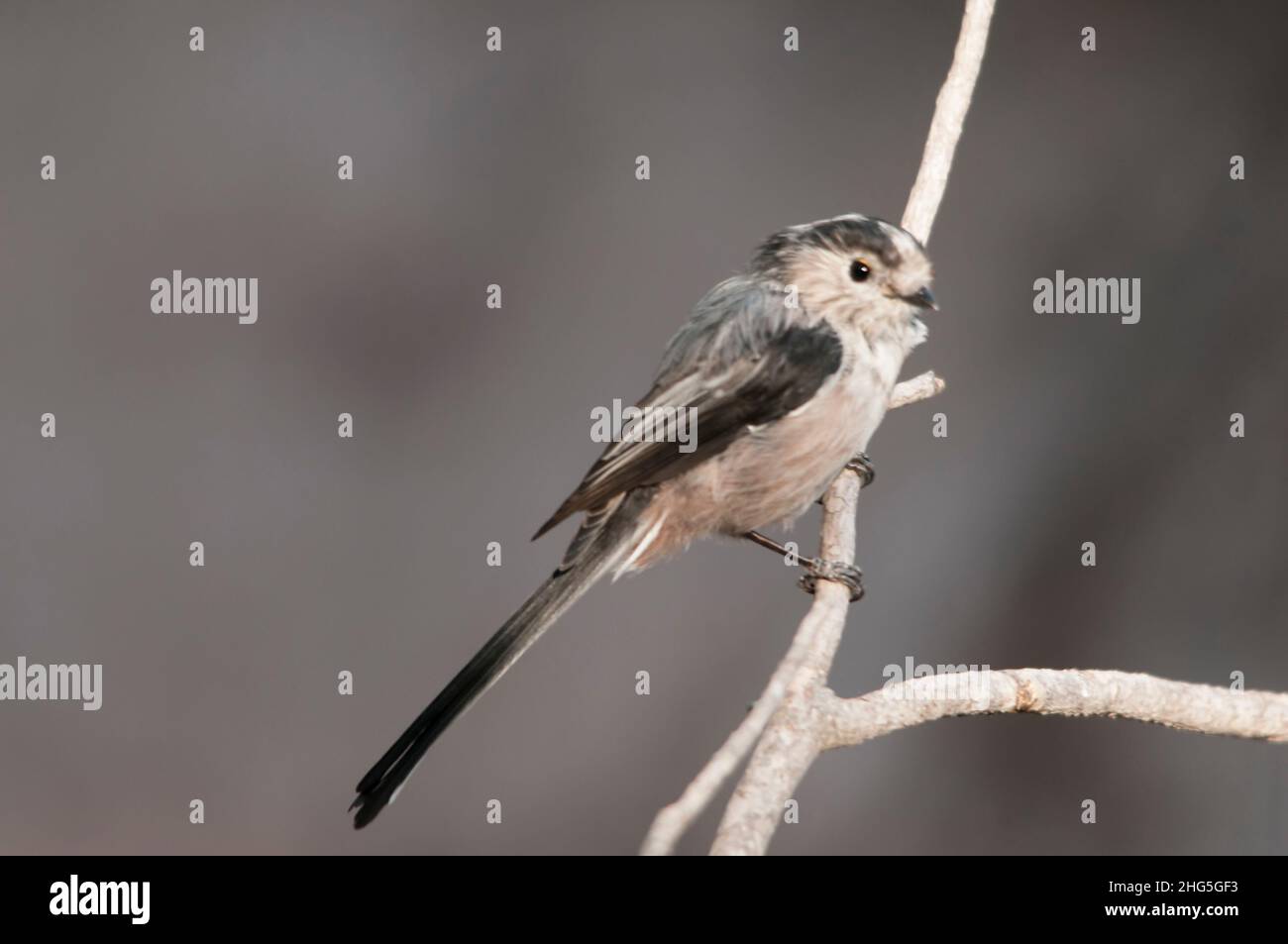 The myth is a species of passerine bird in the Aegithalidae family ...