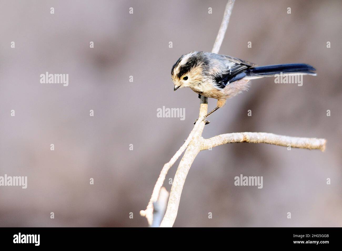 The myth is a species of passerine bird in the Aegithalidae family ...