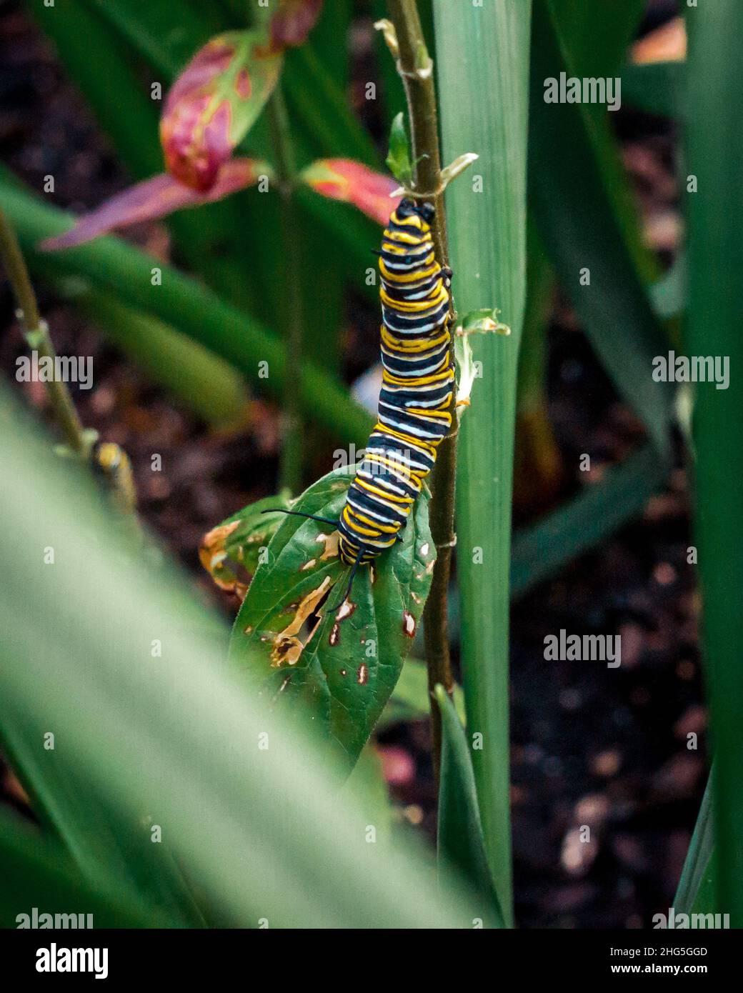 Caterpillar climbing up a plant in a garden Stock Photo - Alamy