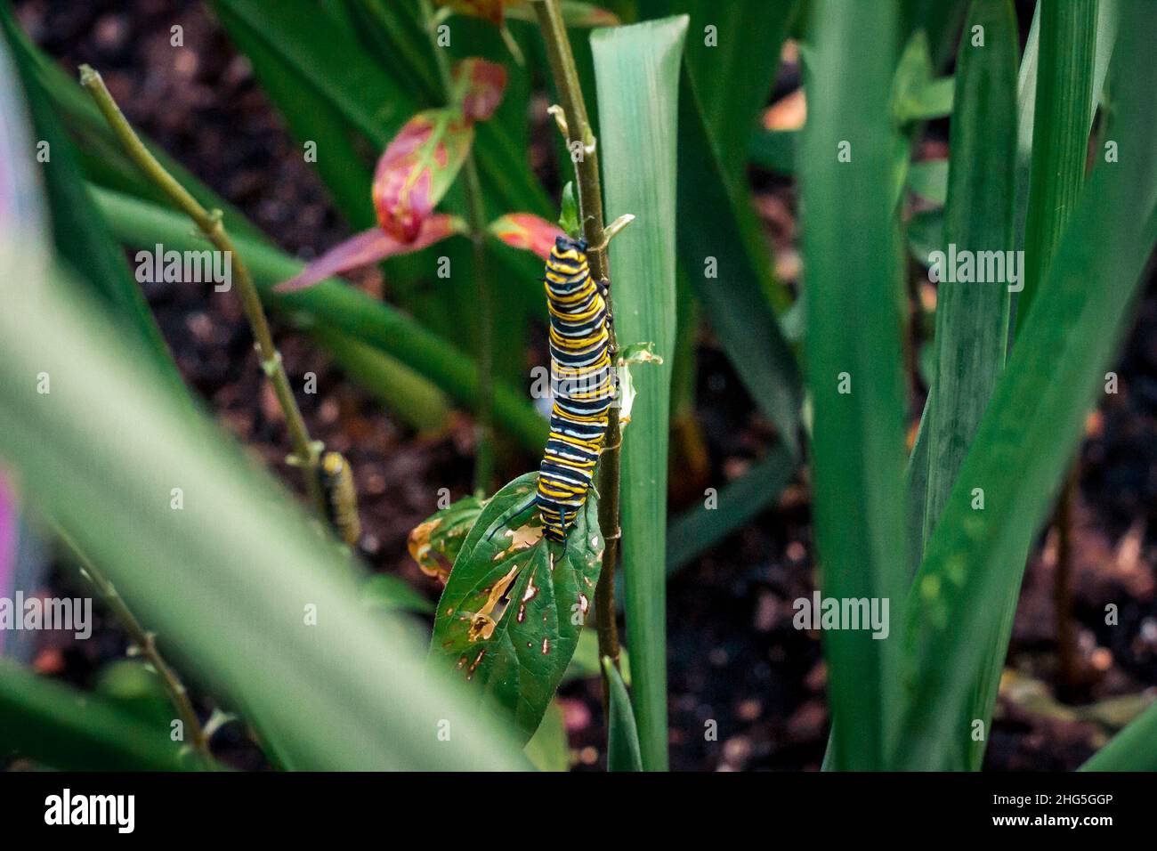 Caterpillar climbing up a plant Stock Photo - Alamy