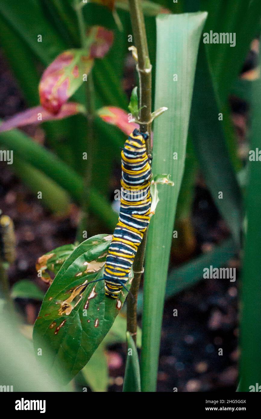 Close up of a Monarch caterpillar climbing up a plant in a garden Stock ...