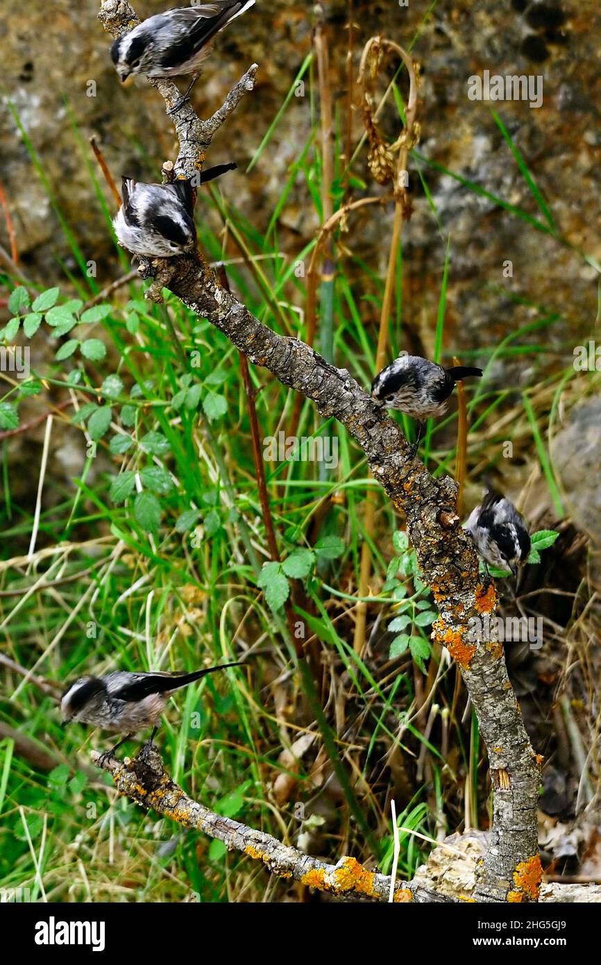 The myth is a species of passerine bird in the Aegithalidae family ...