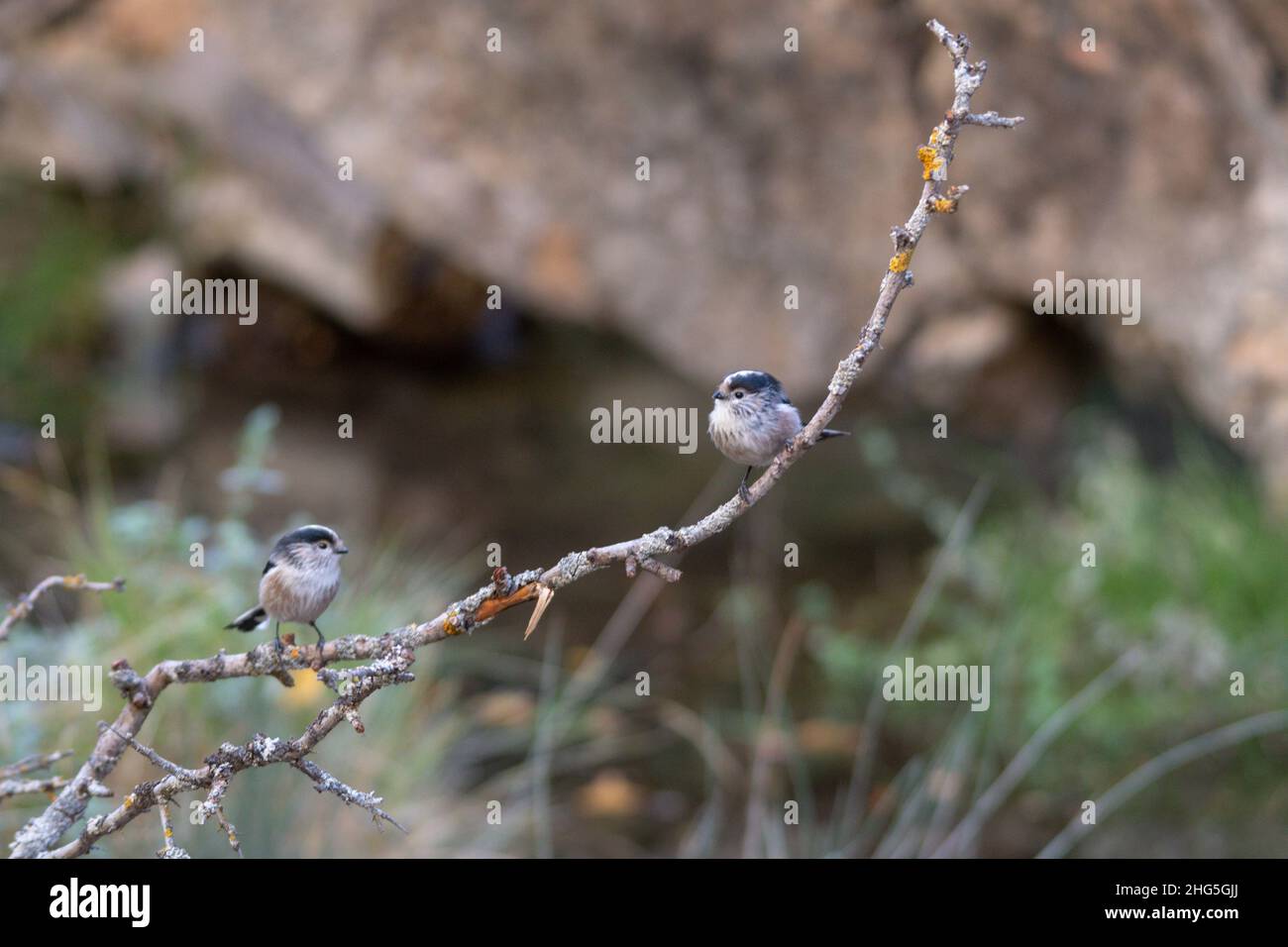 The myth is a species of passerine bird in the Aegithalidae family ...