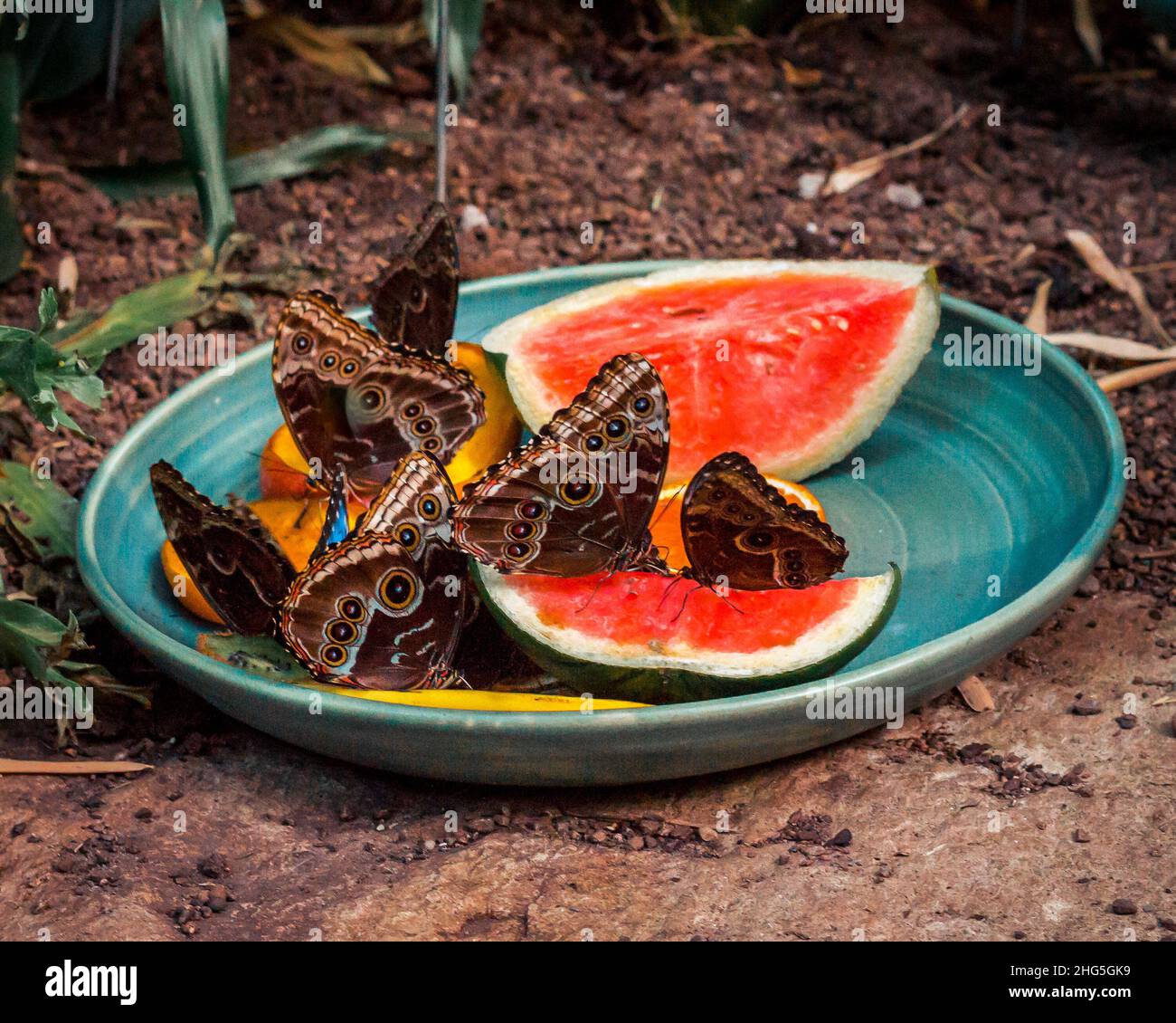 Large group of butterflies eating watermelon in a garden Stock Photo ...