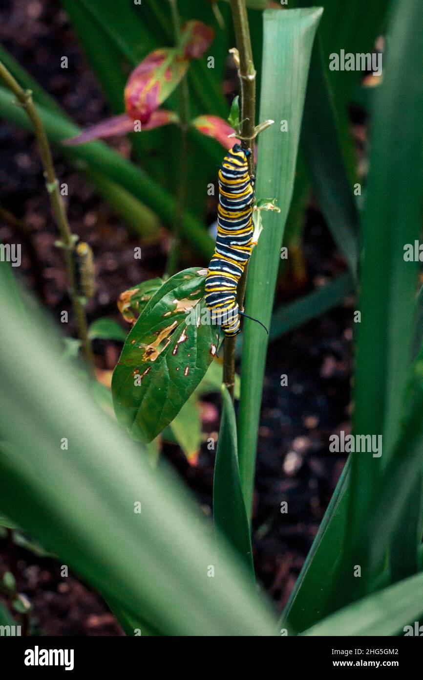 Monarch caterpillar climbing up a leaf in a garden Stock Photo - Alamy