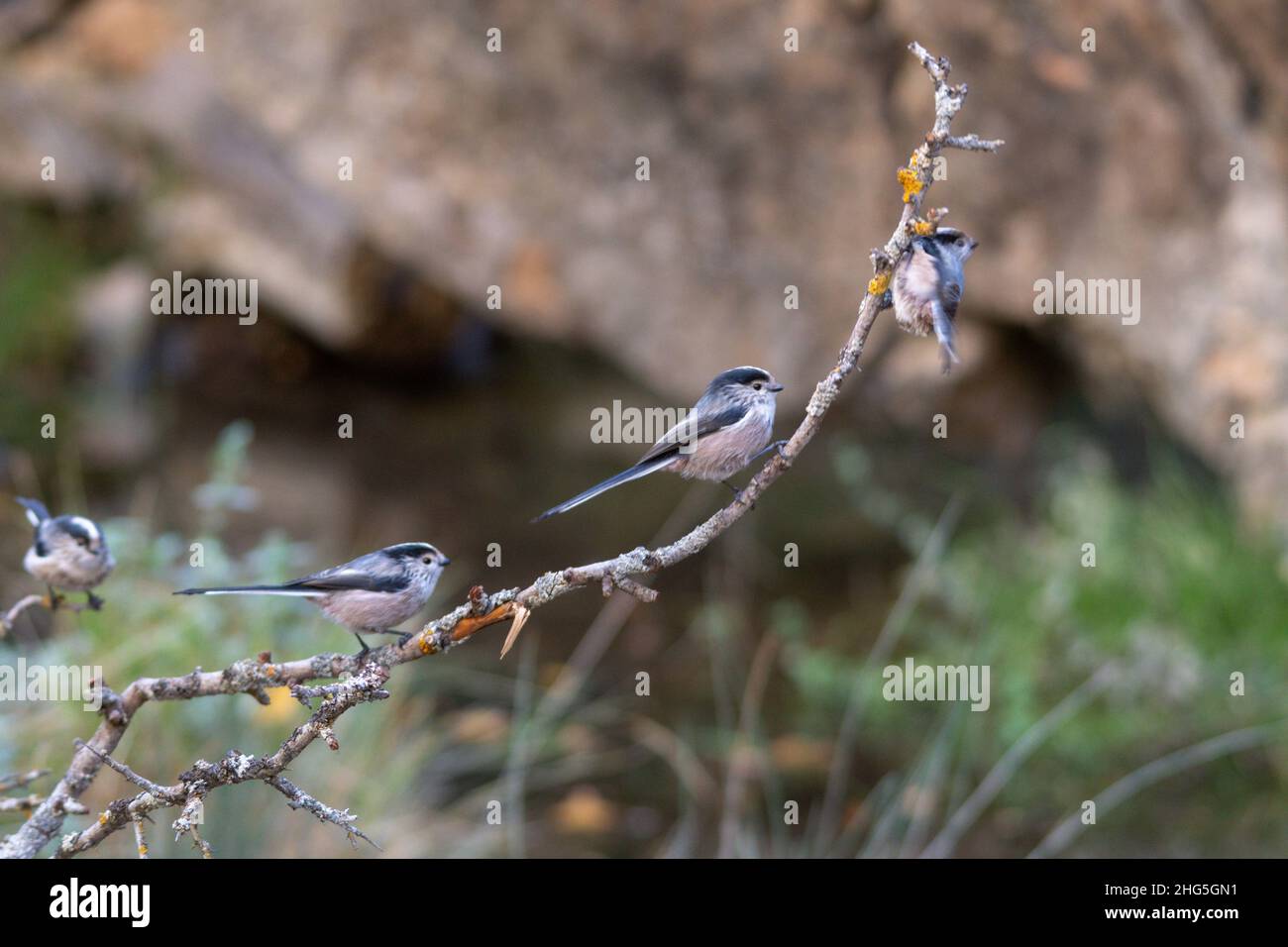 The myth is a species of passerine bird in the Aegithalidae family ...