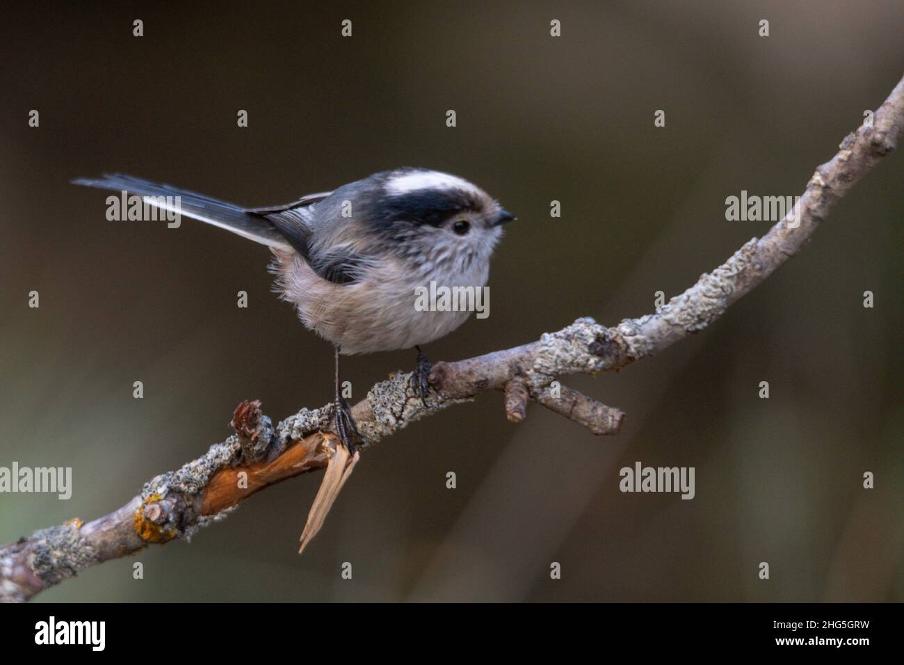 The myth is a species of passerine bird in the Aegithalidae family ...
