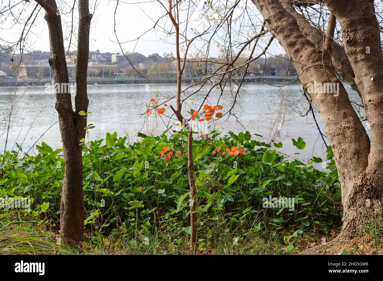 Fall in Austin Texas, photo taken on the Roy Ann Butler Trail in ...