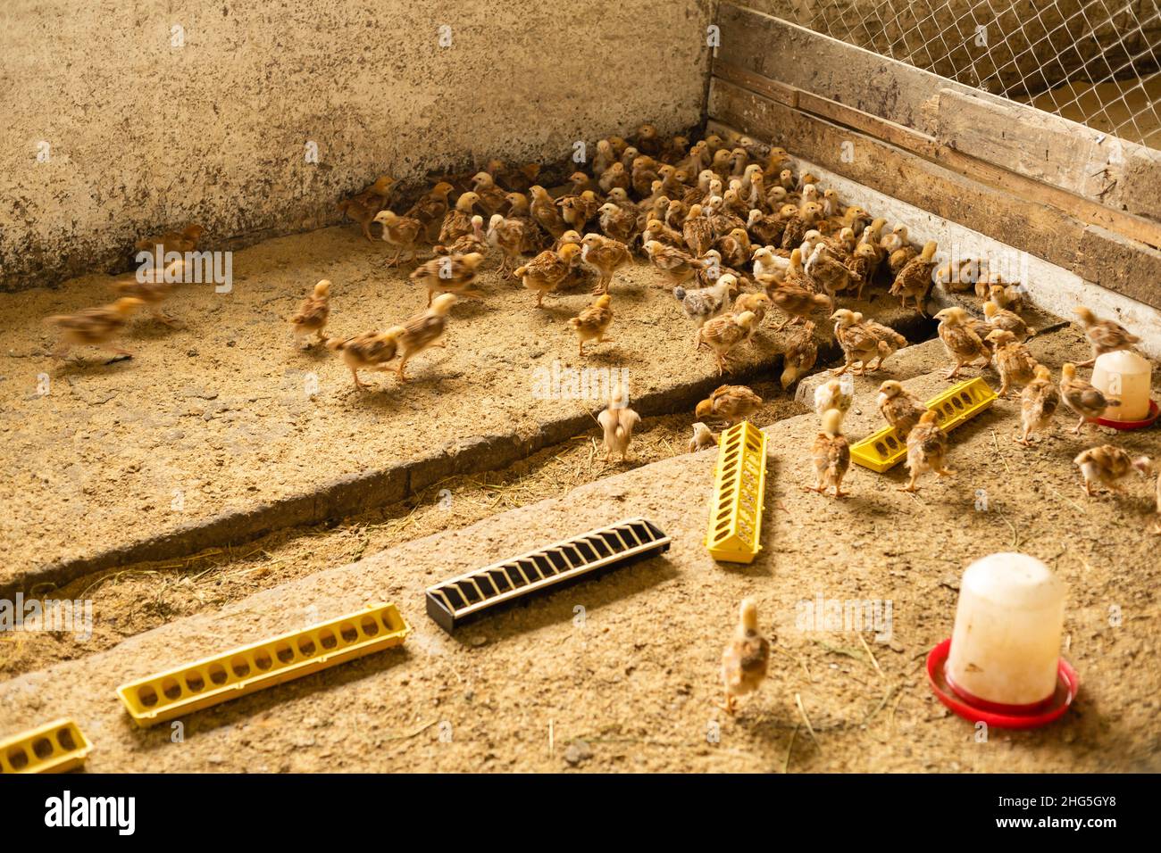 Indoors chicken farm, chicken feeding Stock Photo - Alamy